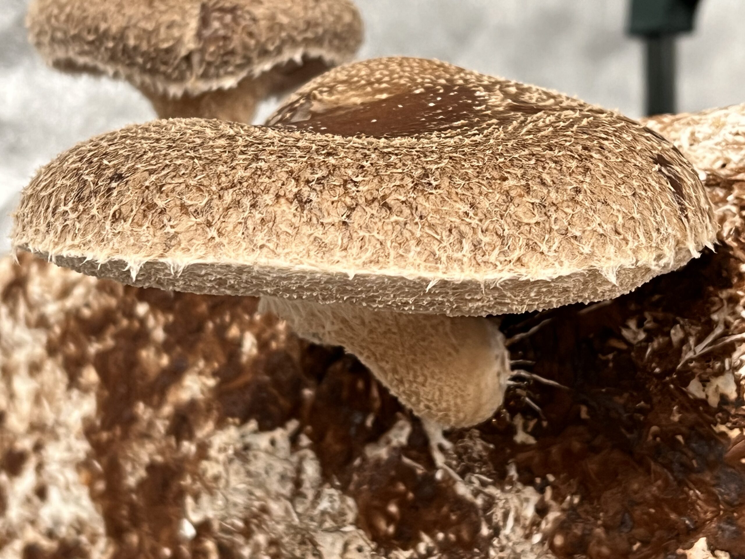 Ricetta semplice e gustosa: Come preparare i Funghi Shiitake in Padella ...